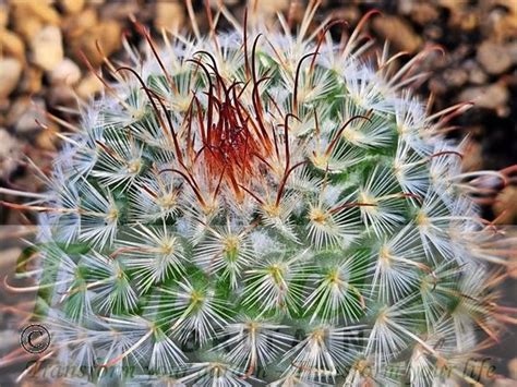 Mammillaria bombycina from Tropical Britain - Silken Pincushion Cactus