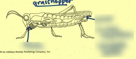 Grasshopper Digestion Diagram Quizlet