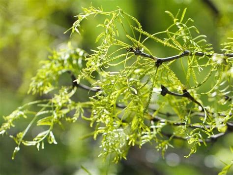 Mesquite Tree Thorns Are Mesquite Trees Poisonous Leafyjournal