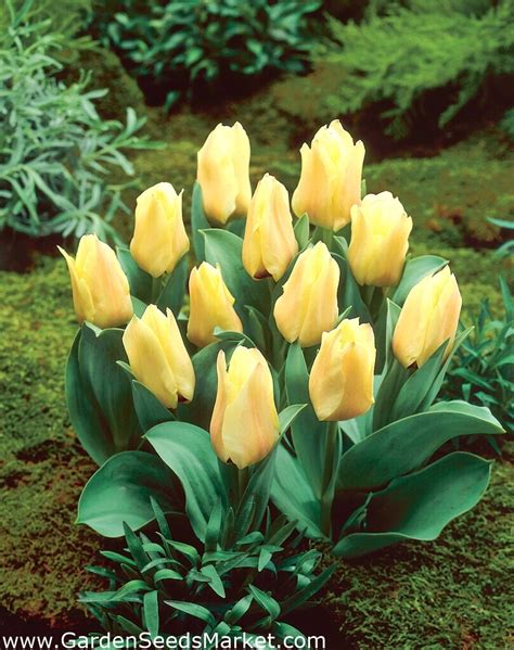 Tulipa Mieke Telkamp 5 unidades Garden Seeds Market Frete grátis