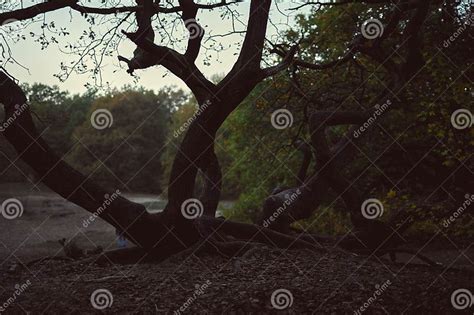Beautiful Shot Of A Large Tree With Twisting Branches In A Forest Stock