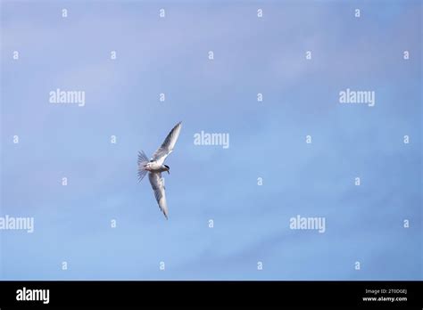 Common Tern Bird Flies Under Blue Sky On A Sunny Day Sterna Hirundo Stock Photo Alamy