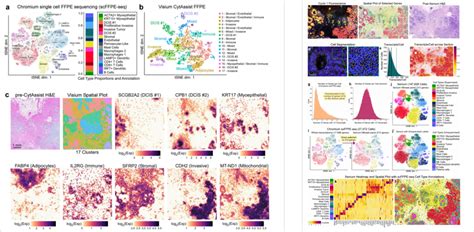 10x 单细胞flex转录组测序 欧易生物