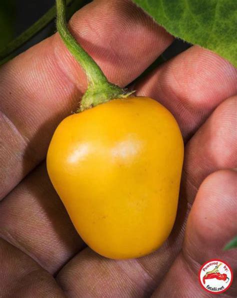 Rocoto Mini Yellow Fatalii Seeds