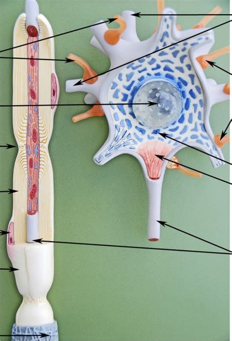 Nuron Dissection Diagram Quizlet