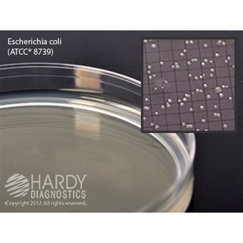 Hardy Diagnostic G54 Dry Culture Media R2a Agar Plate 100 Day Shelf