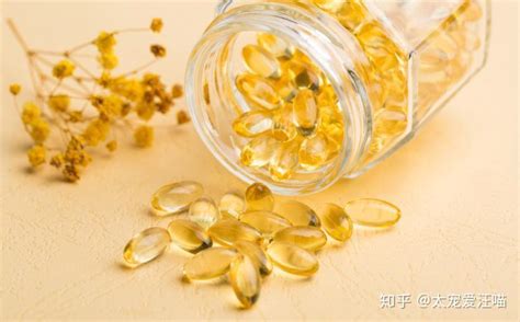 狗狗补充维生素要注意哪些点？ 知乎