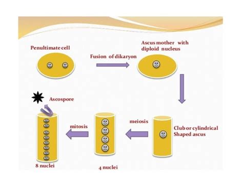 13 Neurospora Pdf