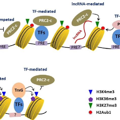 Several Proposed Modes Of The Recruitment Of Pcg And Trxg Complexes