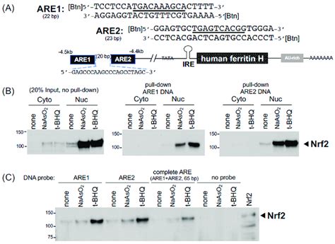 Dna Pull Down For Detection Of Nrf2 Binding To The Ferritin H Download Scientific Diagram