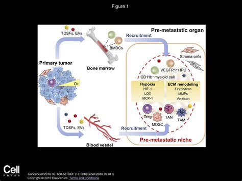 Characteristics And Significance Of The Pre Metastatic Niche Ppt Download