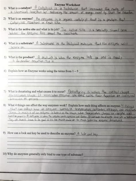 Enzyme Worksheet Explore The Catalysts Of Life