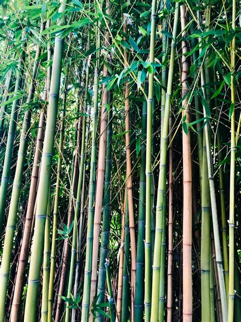 Live Bamboo Culm With Root Or Rhizome Starter Plant Create Etsy