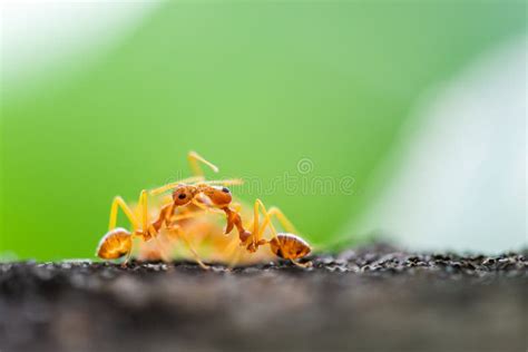 Dos Hormigas Naranja Se Comportan Como Si Se Besaran Imagen De Archivo