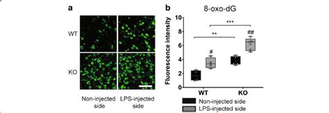 8 Oxo 2′ Deoxyguanosine 8 Oxo Dg Immunostaining Is Increased In Download Scientific Diagram