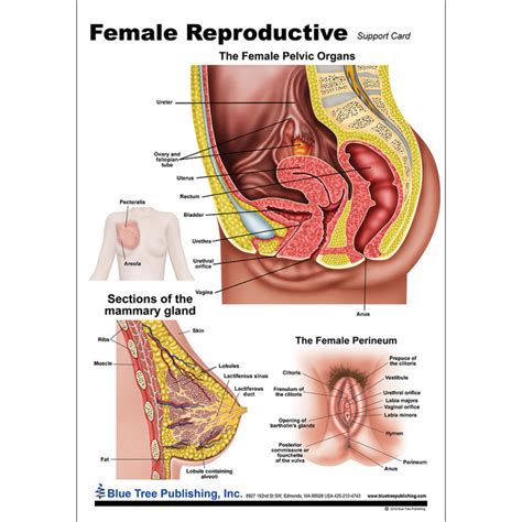 Chart Of Female Anatomy