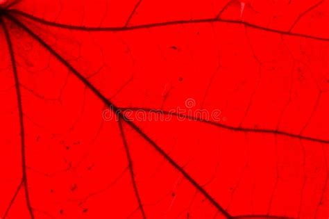 Leaf Structure Patterns Nature Botany Flora Color Backlit Stock
