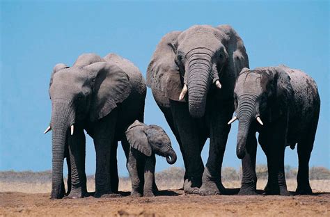 ELEFANTE ASIÁTICO ANIMALES EN PELIGRO DE EXTINCIÓN