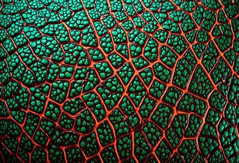 29000 Reptile Patterns Pictures