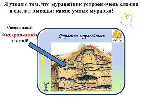 Детский исследовательский проект «Моя муравьиная ферма презентация