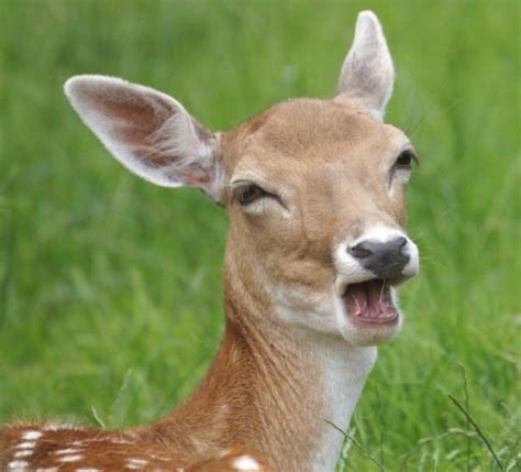 Derpy Deer Good Vibes 🔆 Amino