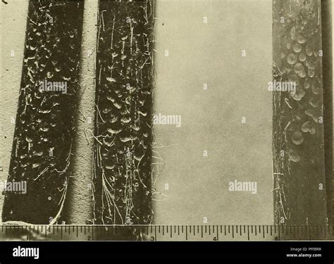 This Image Documents The Deep Ocean Biodeterioration Process Where