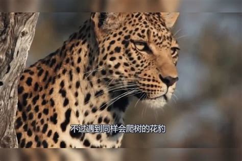 花豹上树捕杀受伤的狒狒，关键时刻，族群成员冒死相救