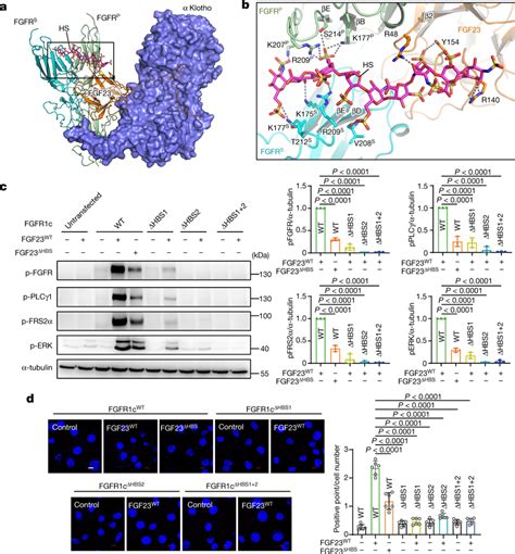Hs Promotes Asymmetric 1211 Fgf2fgfrαklothohs Quaternary Complex