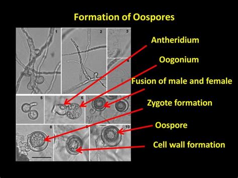 Lecture 9 Sexual Reproduction In Fungipptx