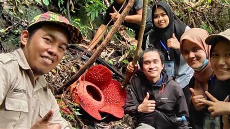3 Bunga Raffelsia Arnoldii Mekar Di Palupuh