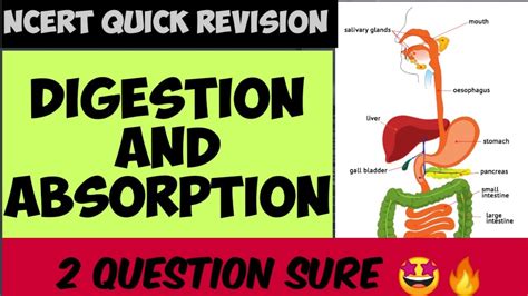 DIGESTION AND ABSORPTION NEET NCERT QUICK REVISION YouTube