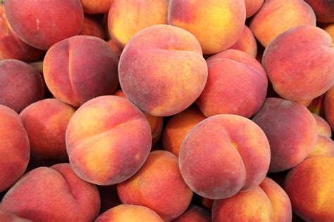 Dixieland Peach Tree 3 4 Peach Trees Ison S Nursery Vineyard