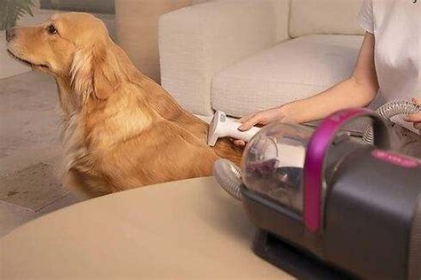 El Sencillo Truco Para Cortarle El Pelo A Tu Mascota Desde Casa Lo