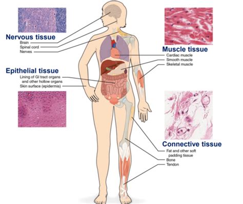 Lecture 3 Histology Flashcards Quizlet