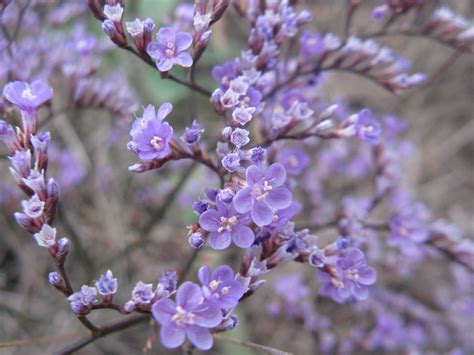 รูปภาพ หญ้า ดอกไม้ ปลูก สีม่วง ฤดูใบไม้ผลิ พืชดอก ภาษาอังกฤษลาเวนเดอร์ Subshrub สาขา