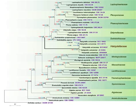 Raxml Tree Based On A Combined Dataset Of Ssu Lsu Rpb2 And Tef1 Download Scientific Diagram
