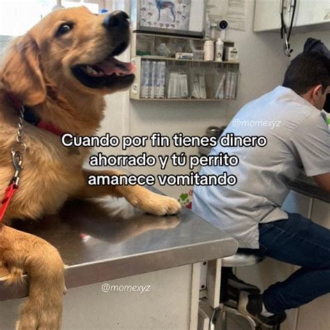 Top Memes De Veterinario En Español Memedroid