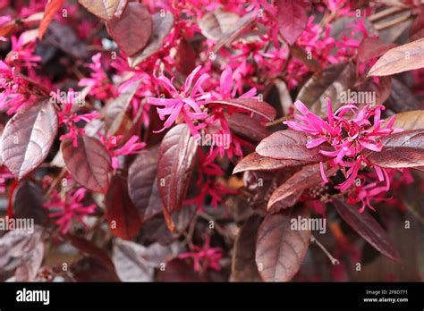 Chinese Fringe Flower Loropetalum Hi Res Stock Photography And Images