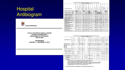 Introduction To Antibiotics Ppt Download