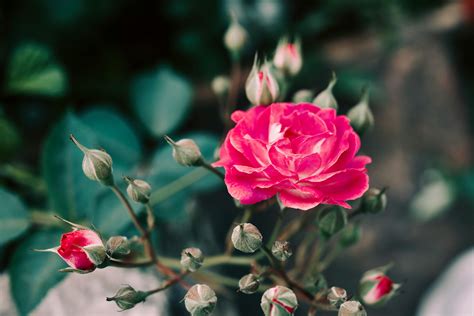 Rui Wang Photography