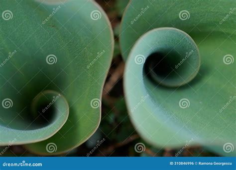 Fibonacci Essence In Nature The Growth Spiral Of The Tulip Leaf Stock