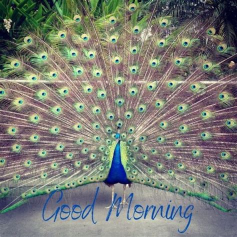 Beautiful Good Morning Peacock Good Morning Pictures