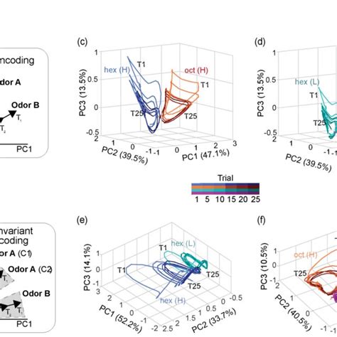 Odor Identity And Intensity Information Is Maintained Across Trials