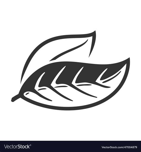 Cocoa Leaf Royalty Free Vector Image Vectorstock