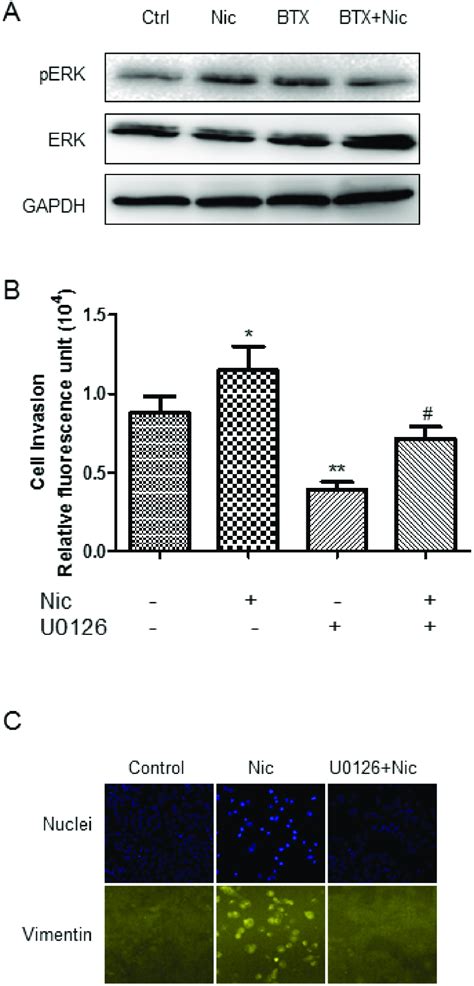 Involvement Of Mek Erk Signaling In Nicotine Induced Download