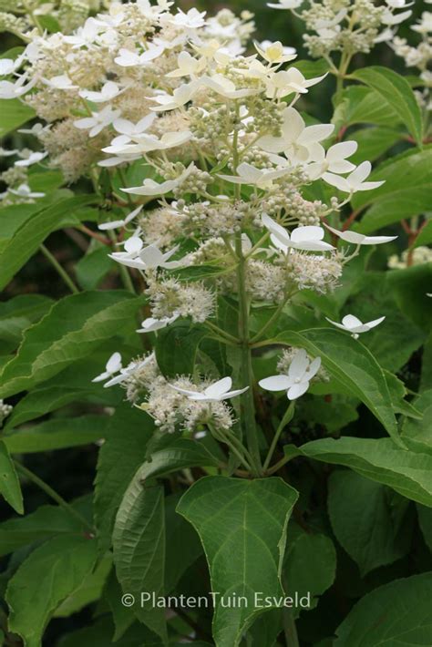 Hydrangea Paniculata ‘marie Louise Plantentuin Esveld