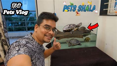 Turtle Tank Me Basking Area Add Kar Diya 🐢😍 Pets Vlog Hindi