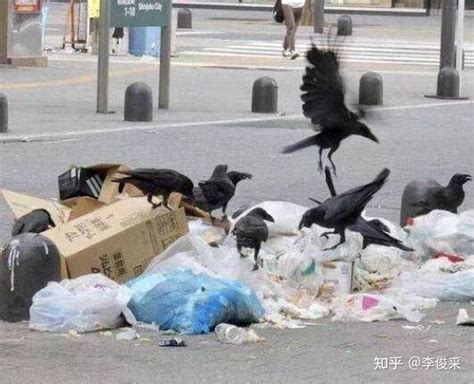 日本流行“乌鸦刺身”这个吃法很日本！ 知乎