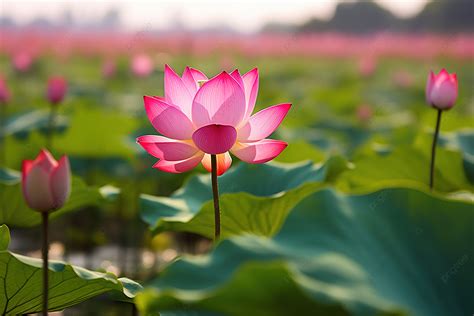 Single Pink Flower Background Images Hd Pictures And Wallpaper For Free Download Pngtree