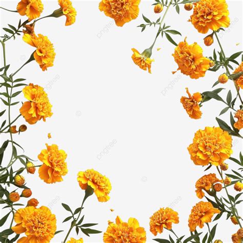 노란 금잔화 테두리 금잔화 무늬 꽃 Png 일러스트 및 이미지 에 대한 무료 다운로드 Pngtree